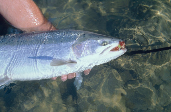 The Lower Dean River Lodge Gallery